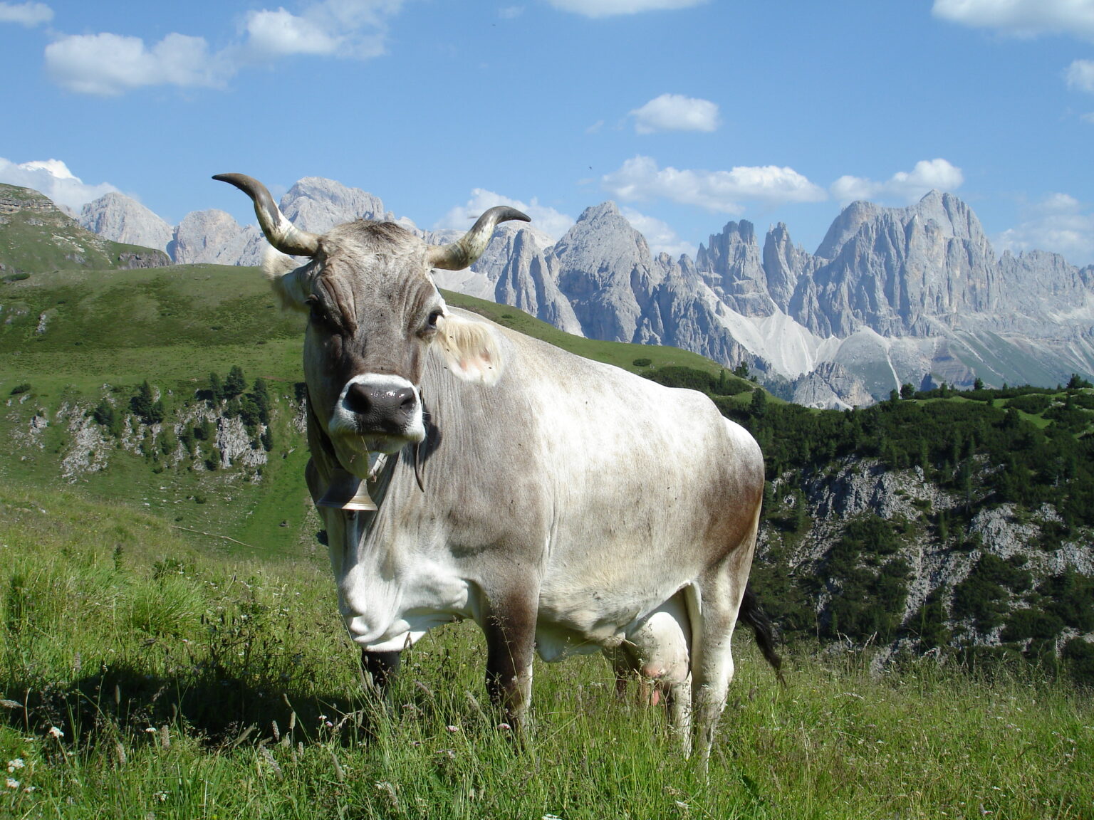 Our breeds – ASSOCIAZIONE NAZIONALE ALLEVATORI BOVINI DI RAZZA GRIGIO ...